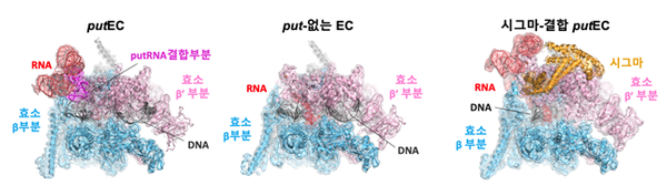 KAIST, RNA 통한 유전자 전사 조절 원리 규명